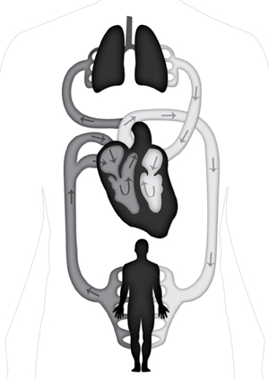 Breathing in freediving